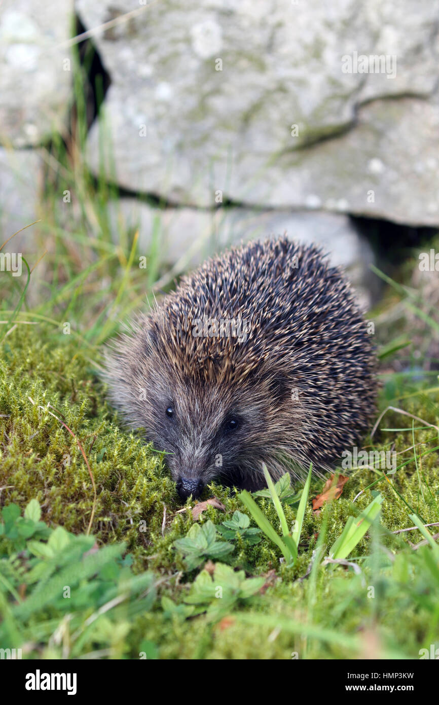 European hedgehog, Erinaceus europaeus Stock Photo - Alamy