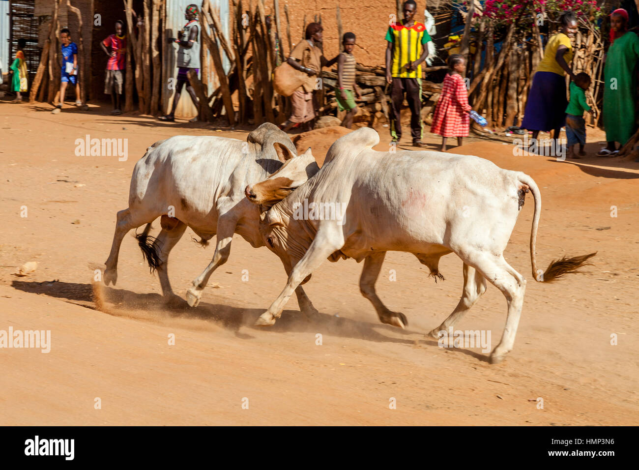 Two Bulls Fighting In The Street, Dimeka, Omo Valley, Ethiopia Stock ...