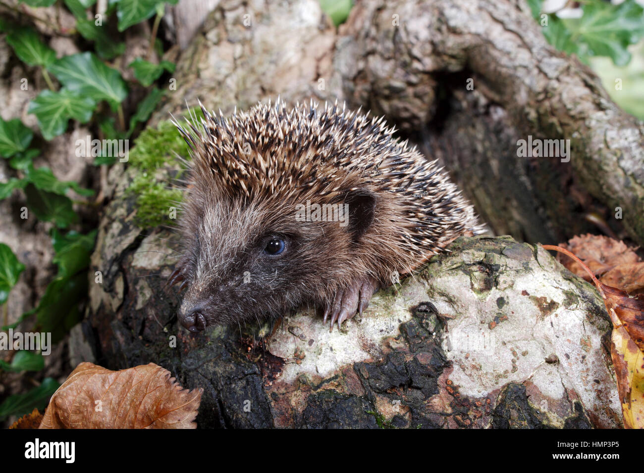 European hedgehog, Erinaceus europaeus Stock Photo - Alamy