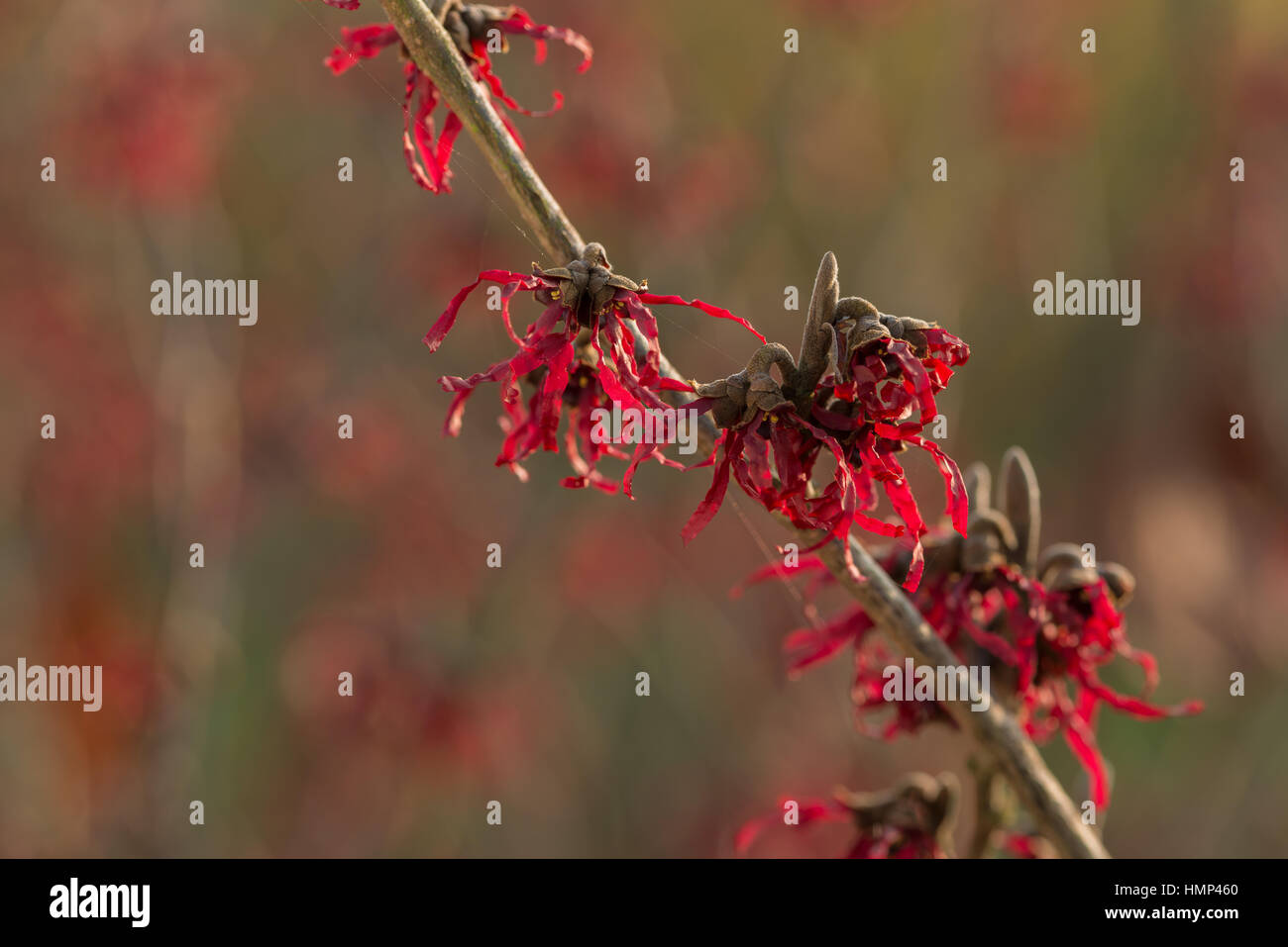 Scented flowers of the Chinese witch hazel species Hamamelis x ...