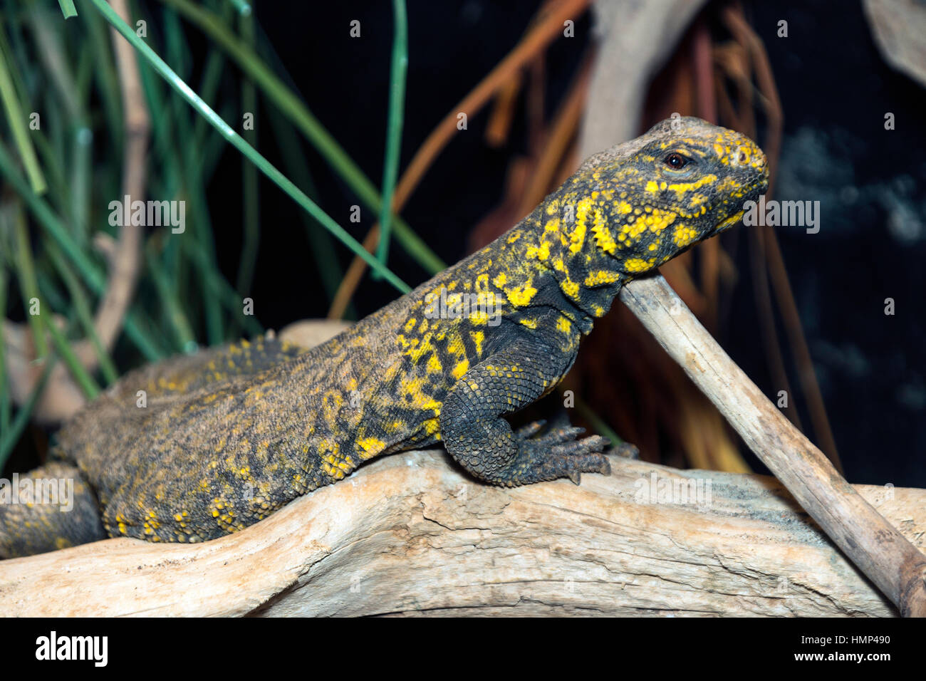 Yellow mottled lizard perched on a tree branch in natural environment ...