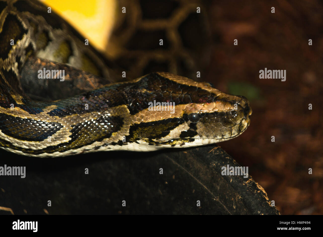 Closeup of dangerous snake face side view, detail of scales Stock Photo ...