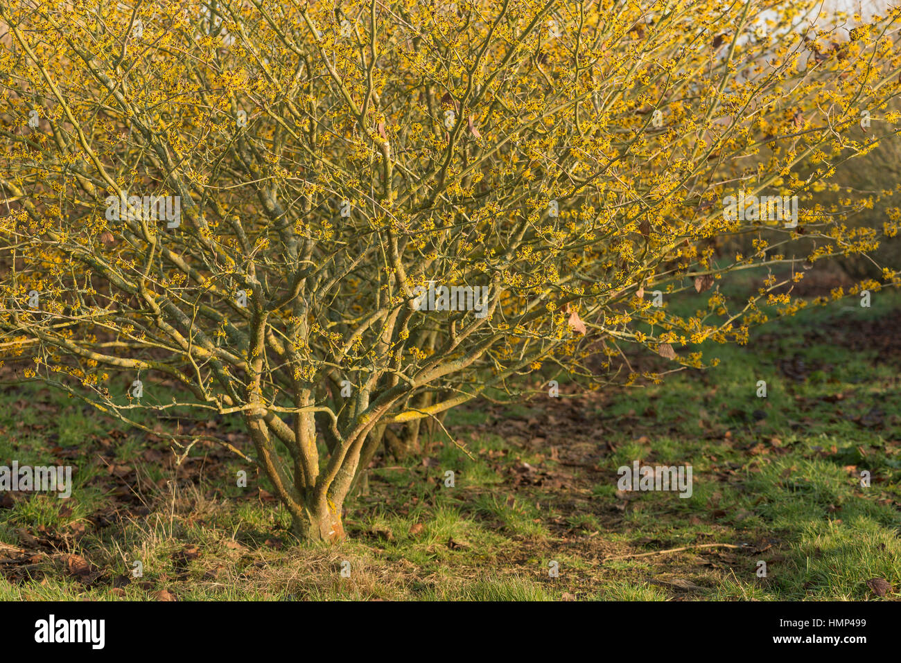 Scented flowers of the Chinese witch hazel species Hamamelis x ...