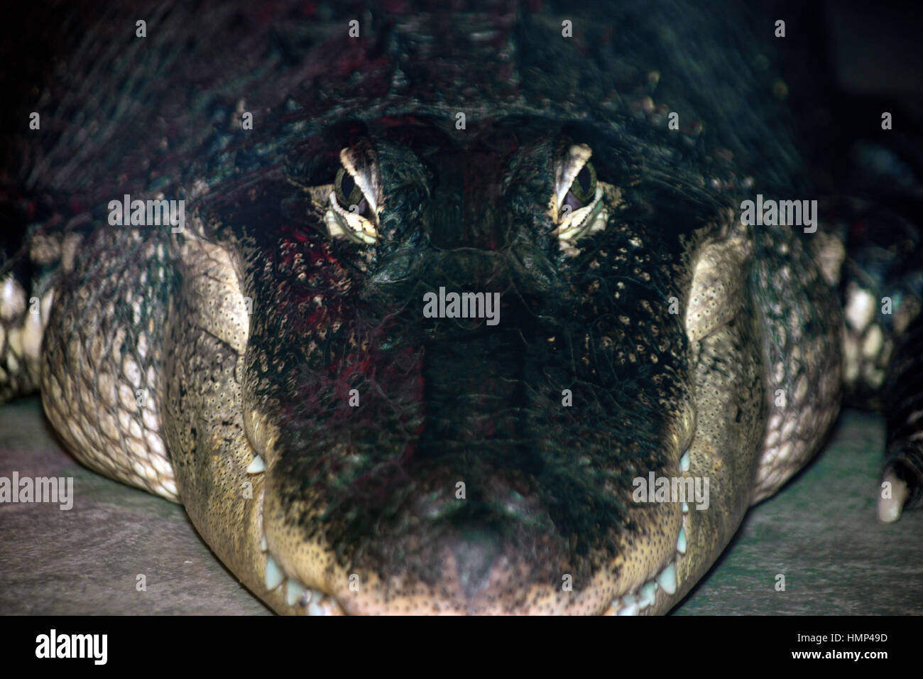 Head on view of menacing alligator face, detail in eyes Stock Photo - Alamy