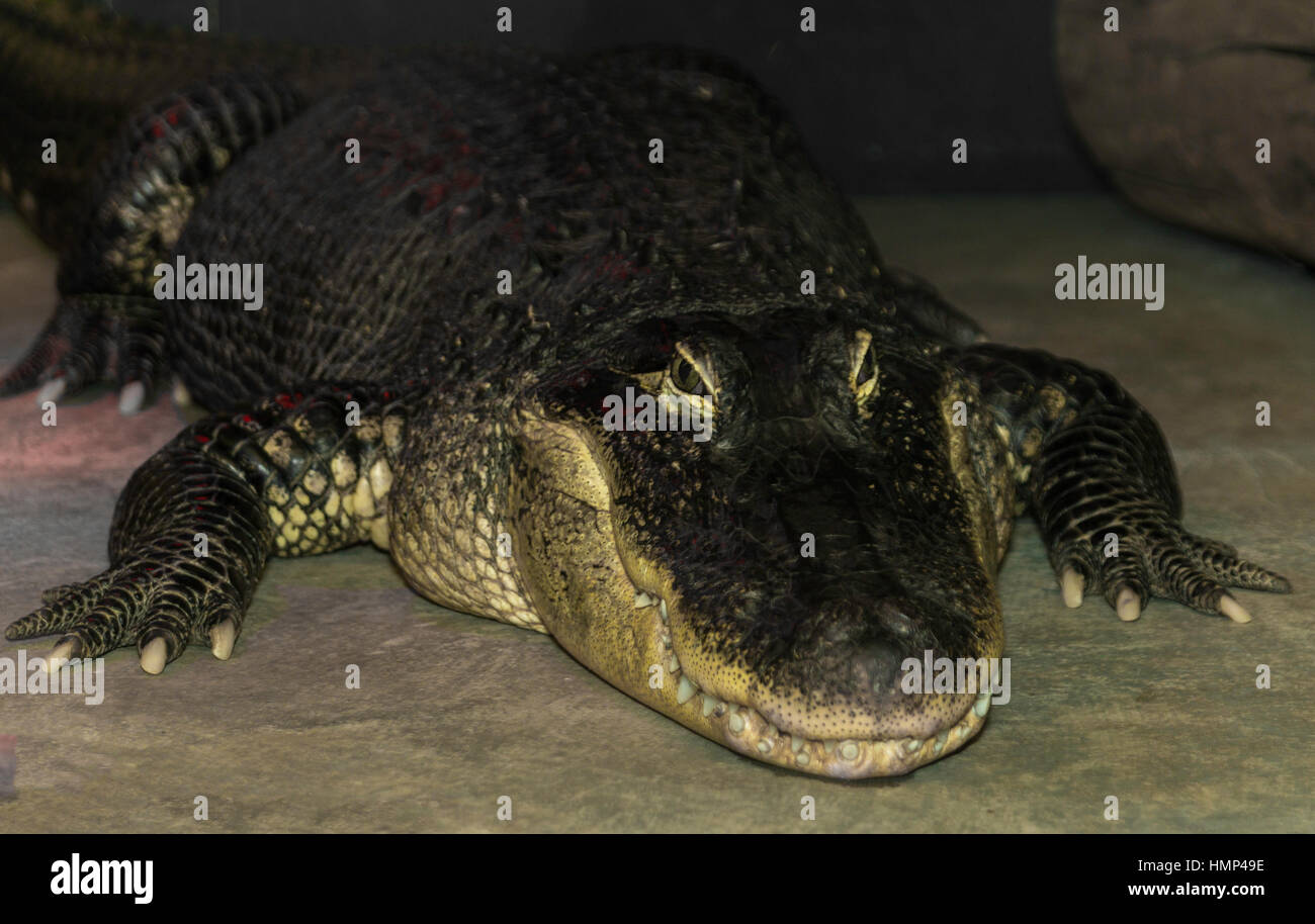 Front view of alligator as it moves along the stone ground Stock Photo ...