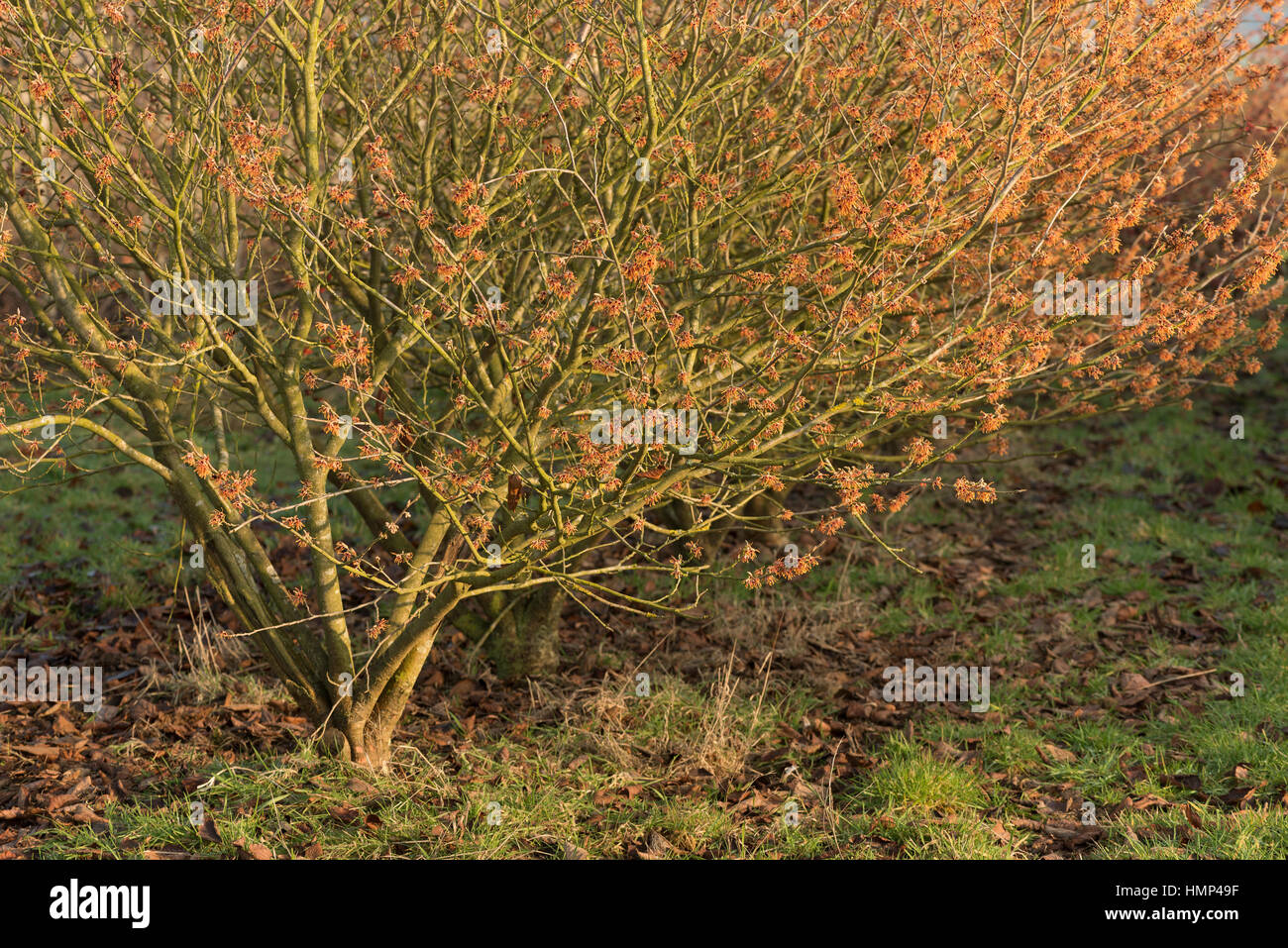 Scented flowers of the Chinese witch hazel species Hamamelis x ...