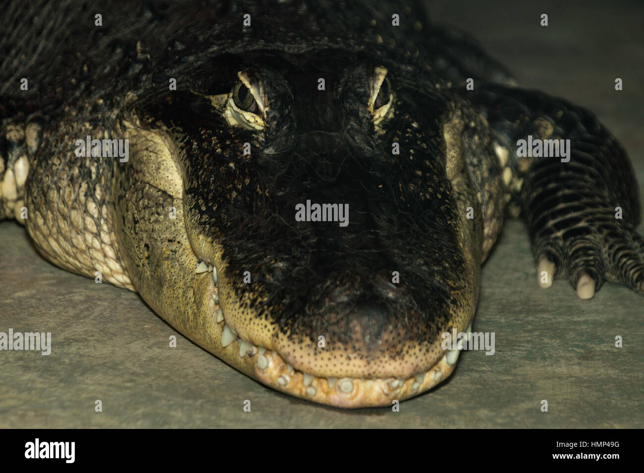 Closeup of alligator front view of head as it moves along the ground ...