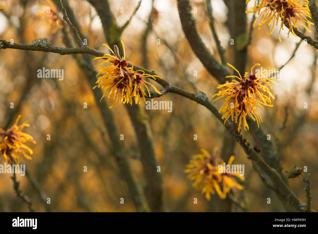 Scented flowers of the Chinese witch hazel species Hamamelis x ...