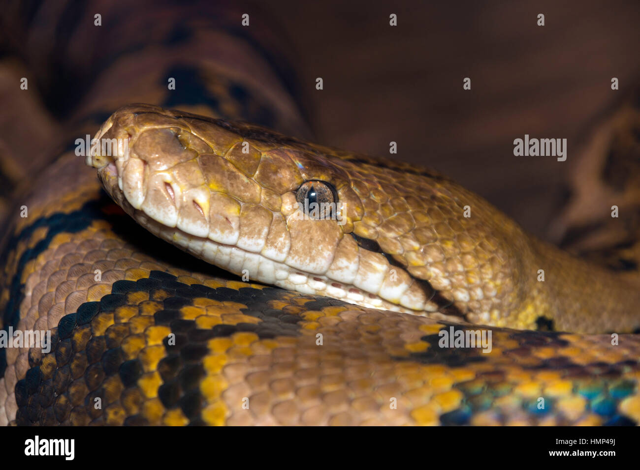 Closeup of large snake with detail of eye and mouth, curled around ...