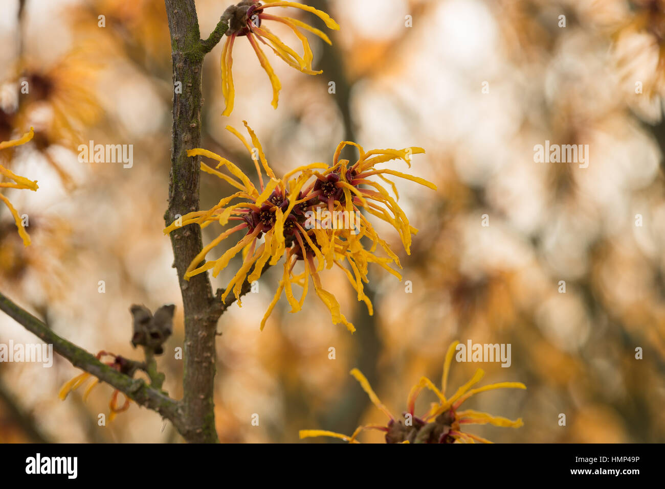Scented flowers of the Chinese witch hazel species Hamamelis x ...