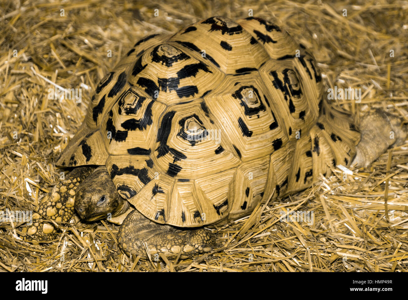 Turtle With Beautiful Yellow And Black Shell Lying On A Bed Of Straw