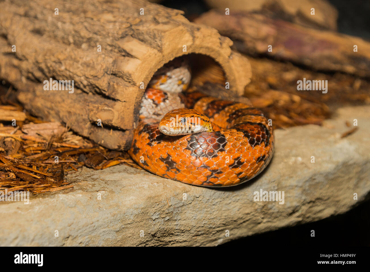 Orange snake curled up inside a hollow log, rocky background Stock ...