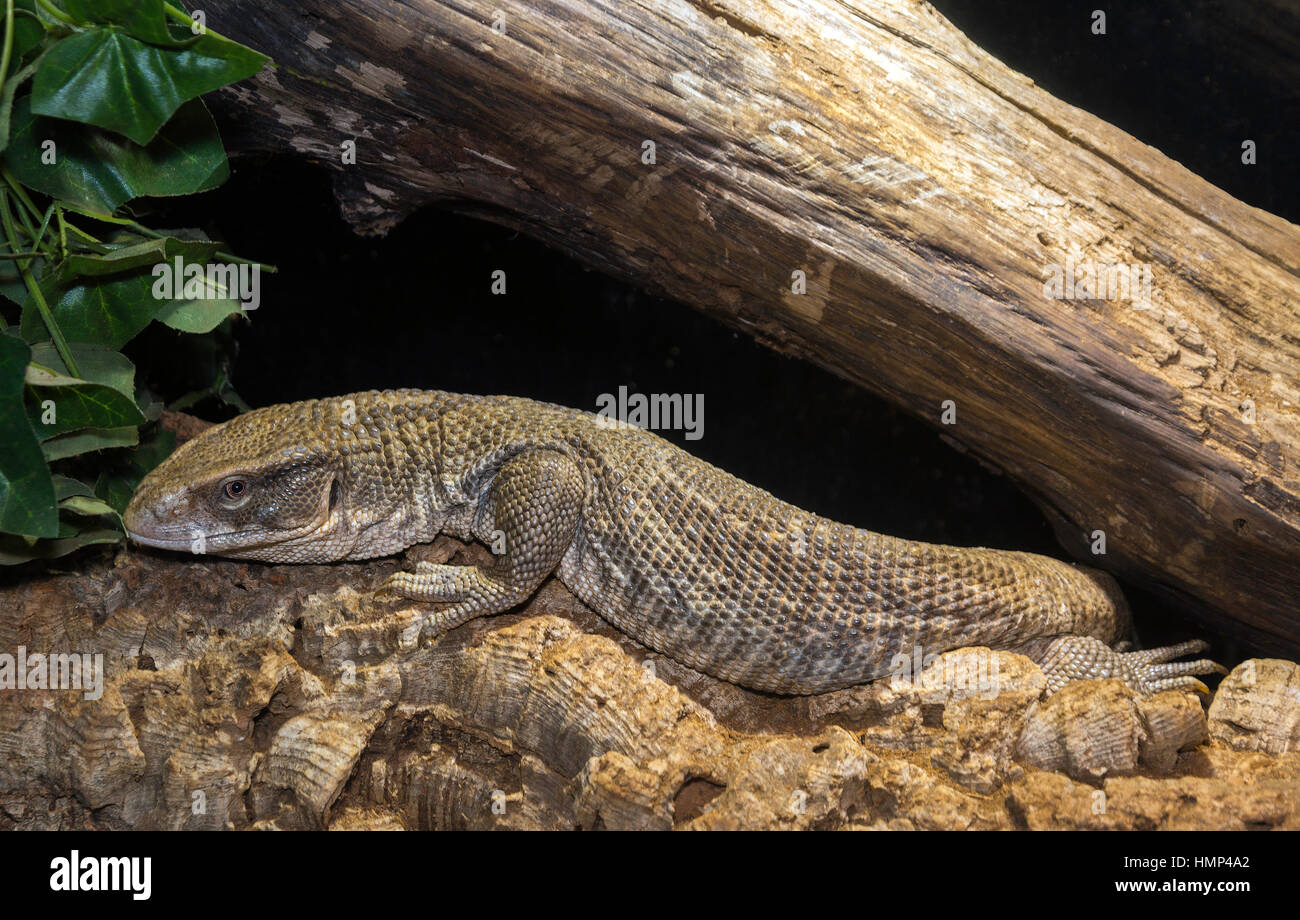 Lizard reptile camouflaged on rocky surface under a tree log Stock ...