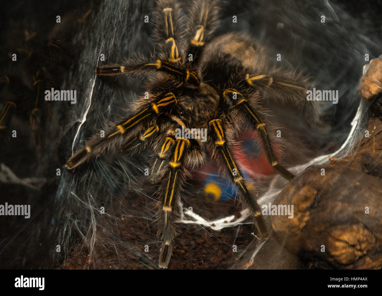 Poisonous tarantula spider perched in a web in the woods, closeup ...