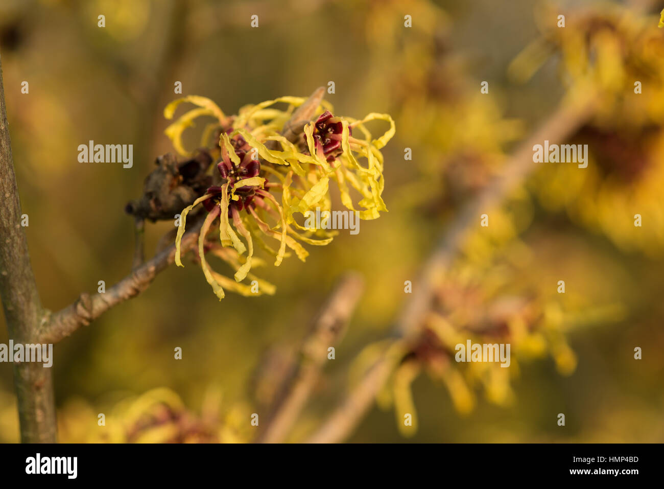 Scented flowers of the Chinese witch hazel species Hamamelis x ...
