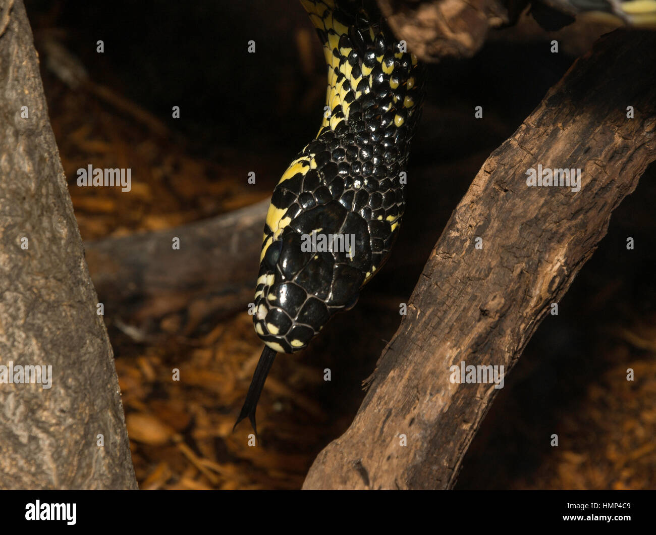 Closeup of yellow and black snake with forked tongue slithering between ...