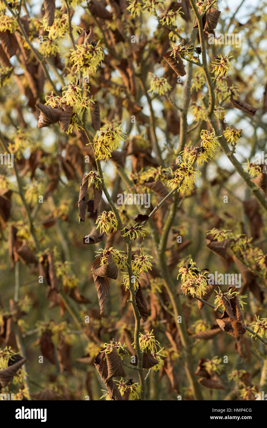 Scented flowers of the Chinese witch hazel species Hamamelis x ...
