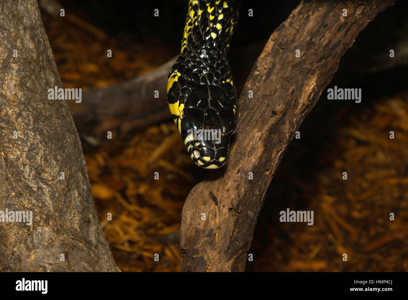 Slither down the snake hi-res stock photography and images - Alamy