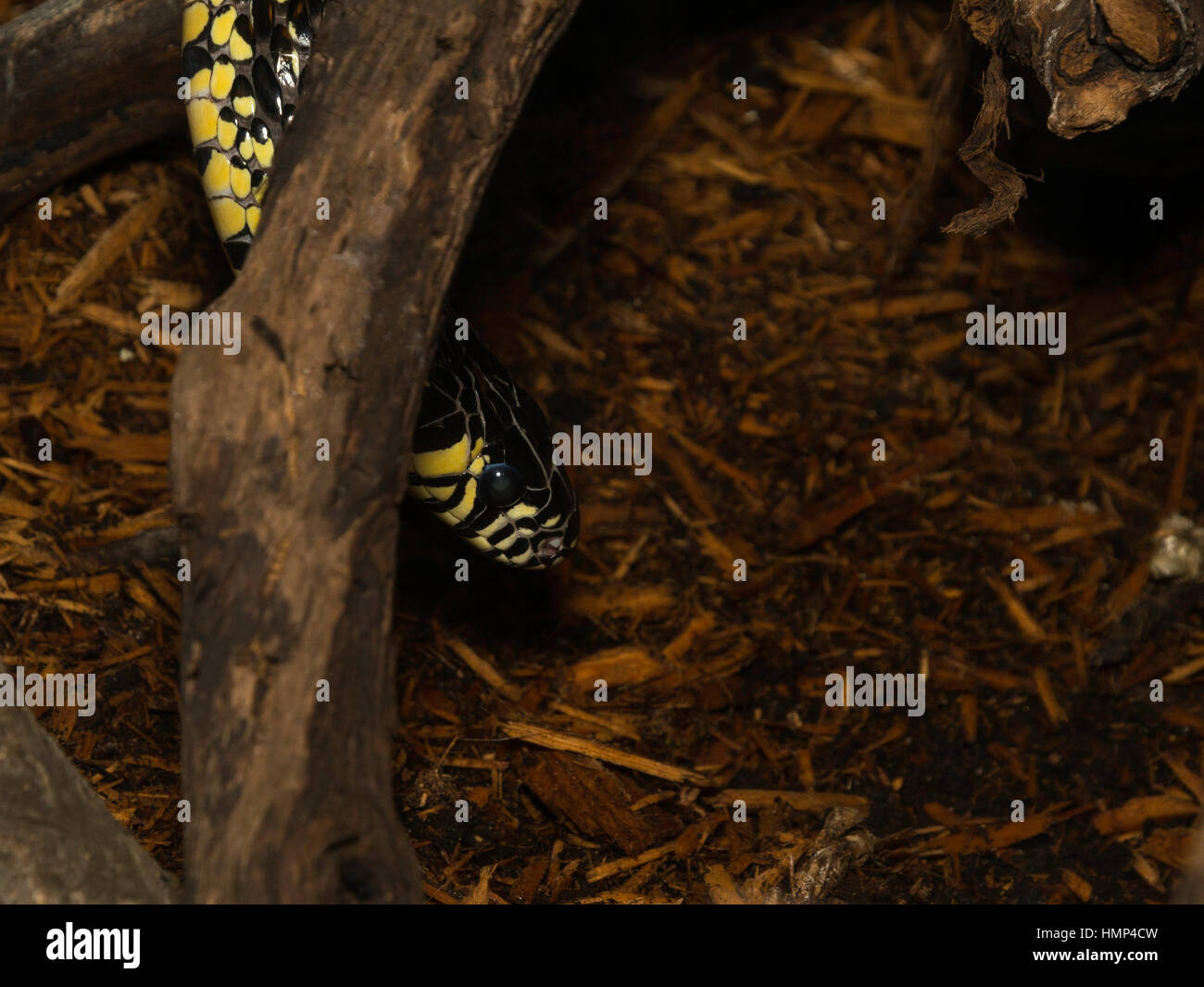 Yellow snake slithering between tree branches, almost hidden Stock ...