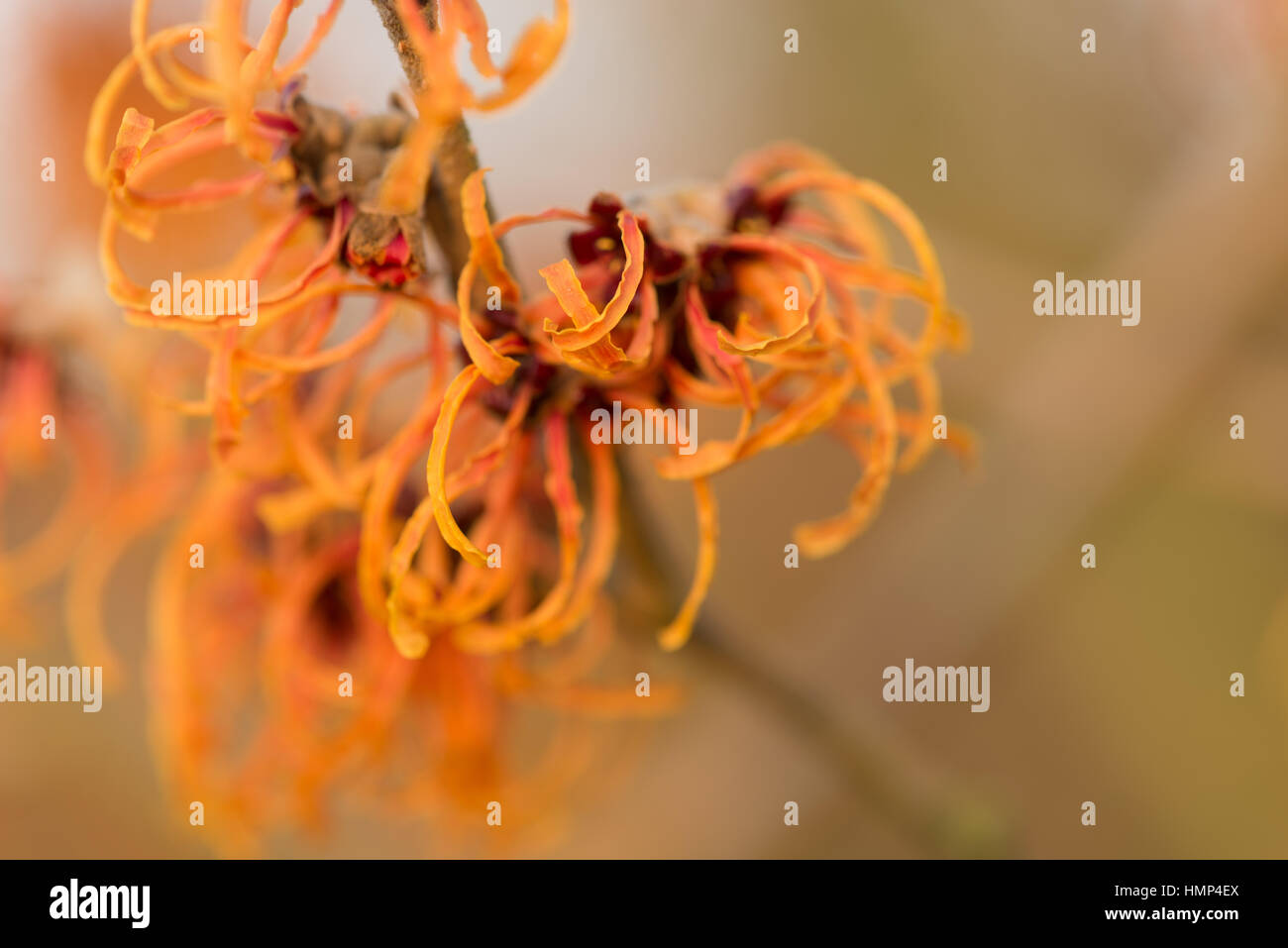 Scented flowers of the Chinese witch hazel species Hamamelis x ...