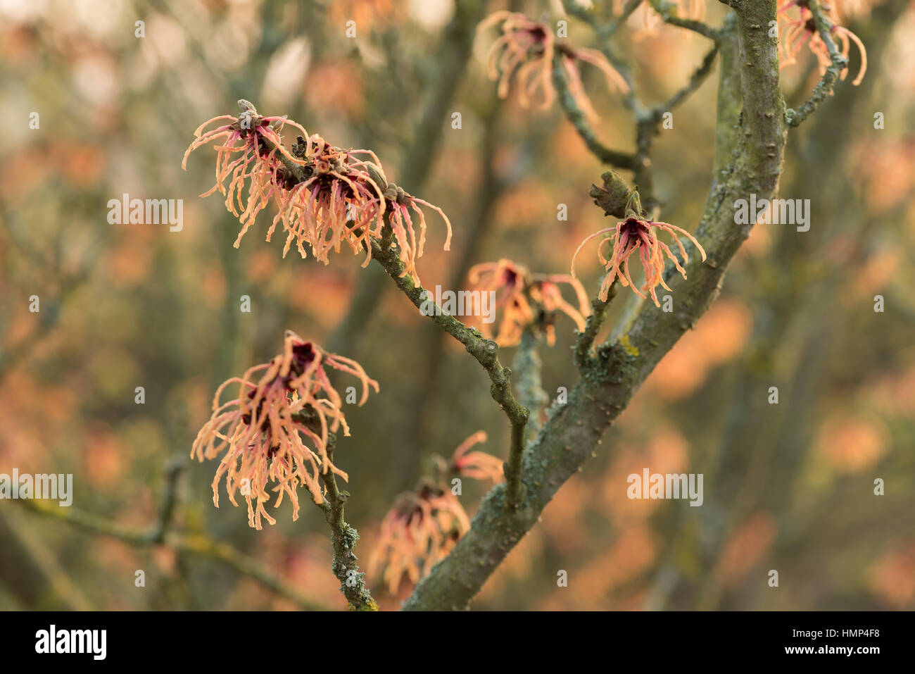 Scented flowers of the Chinese witch hazel species Hamamelis x ...