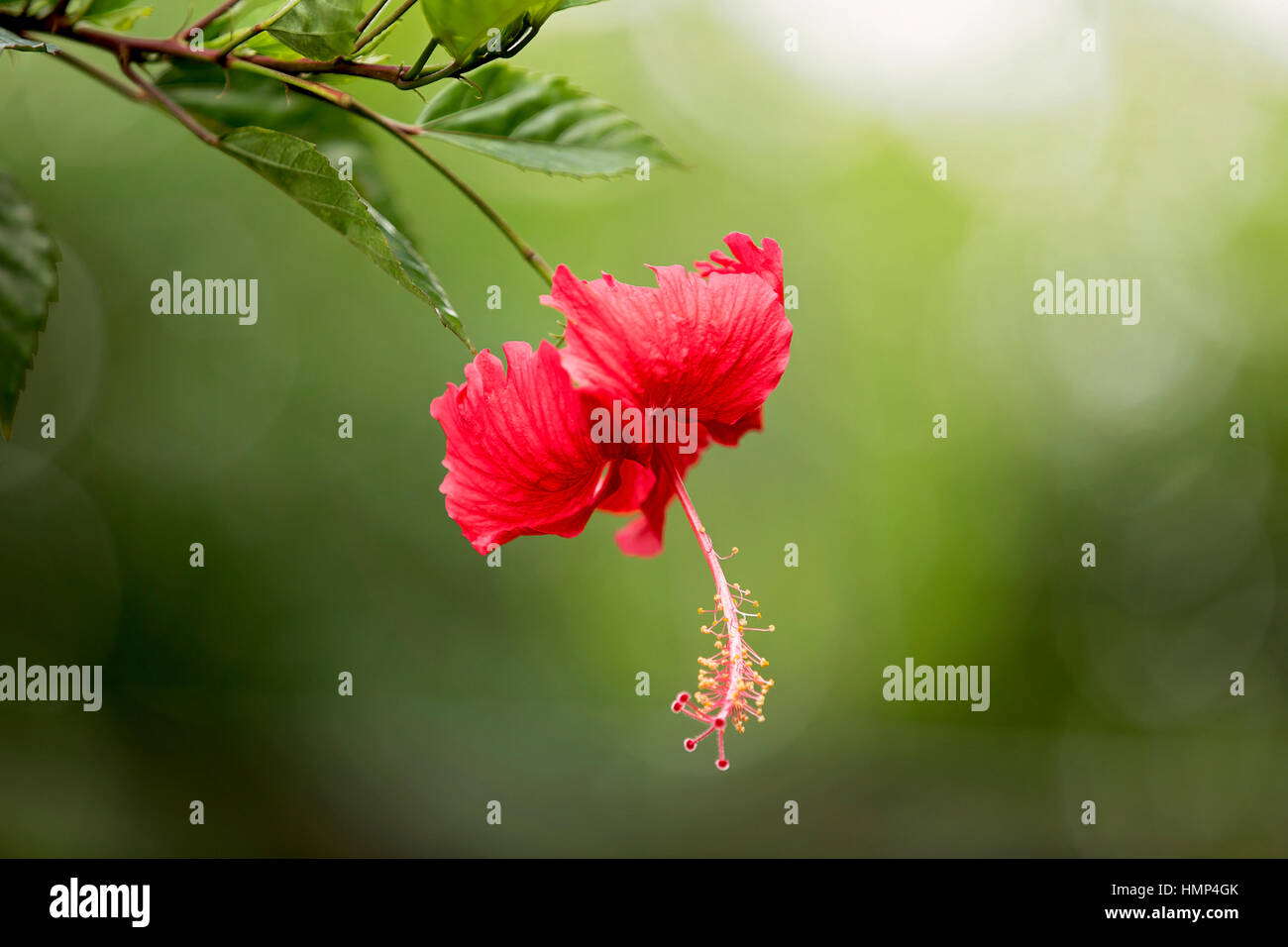 Chinese Red Hibiscus Flower Stock Photo - Alamy