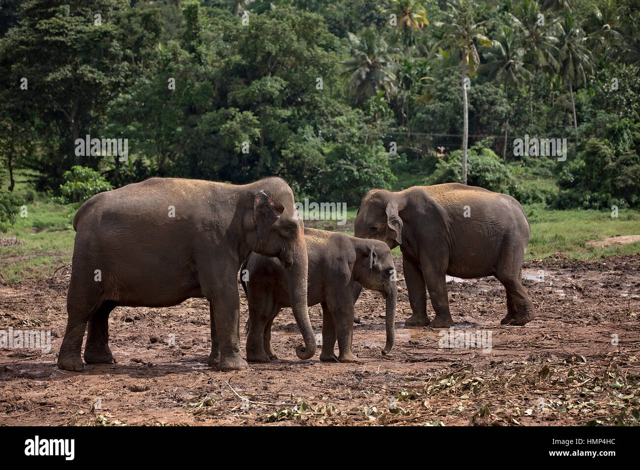 Pinnawala Elephant Orphanage Stock Photo - Alamy
