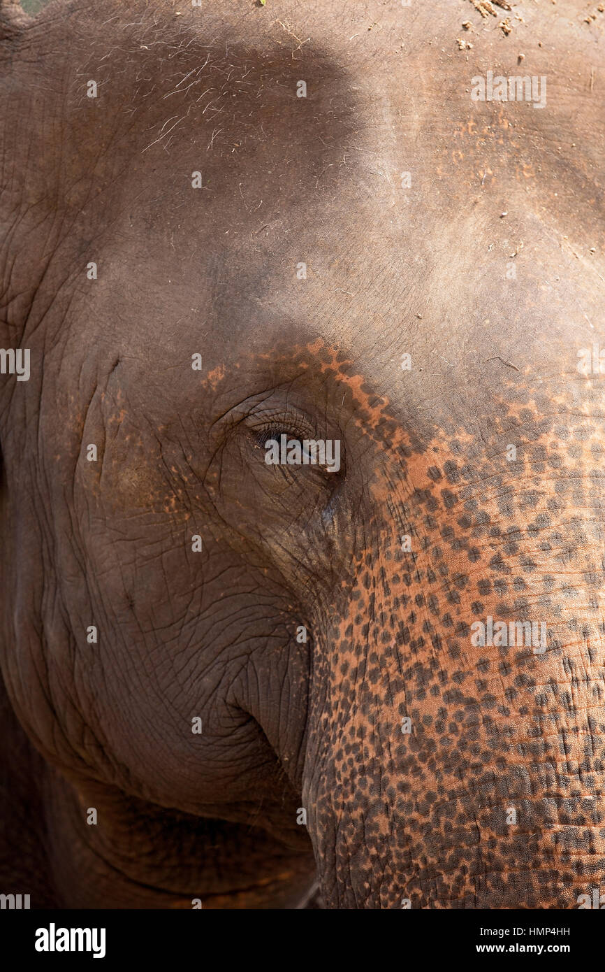 Elephant head hi-res stock photography and images - Alamy