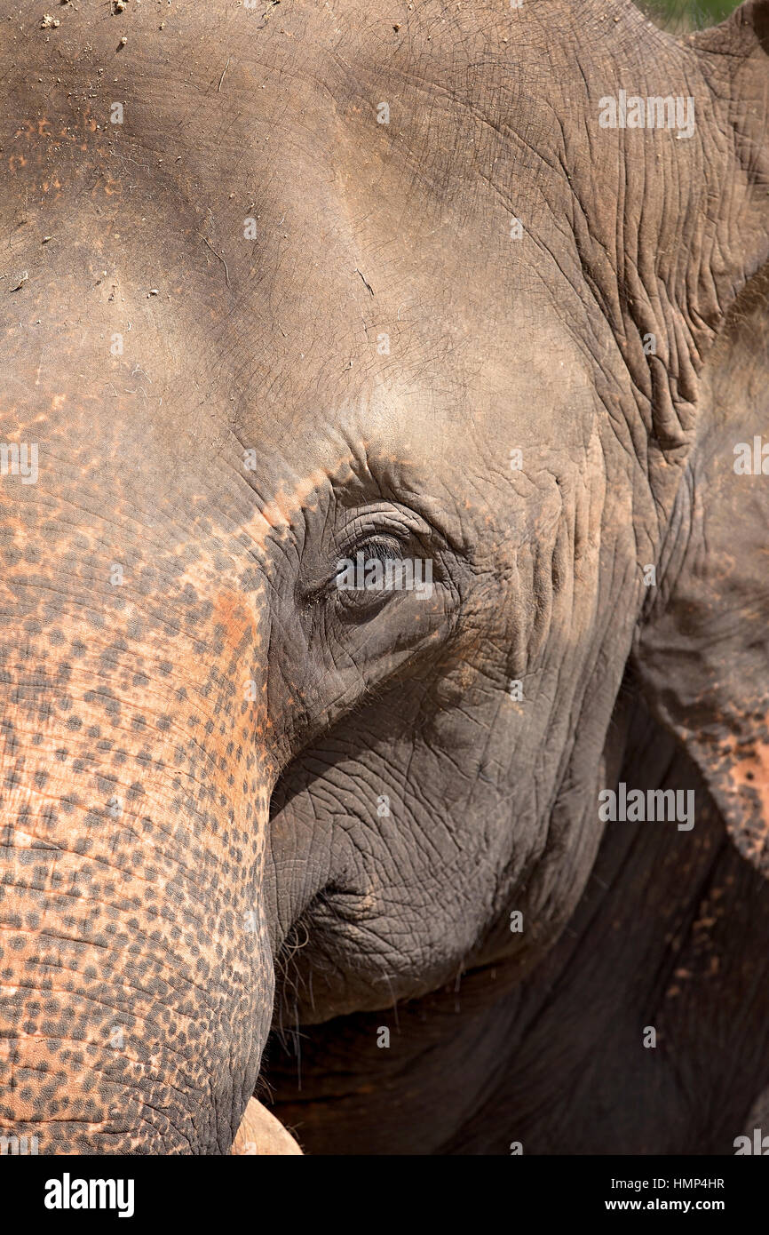 Elephant head close up Stock Photo - Alamy