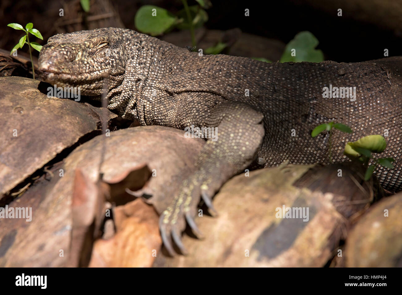 Monitor lizard isolated hi-res stock photography and images - Alamy