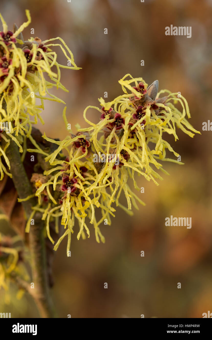 Hamamelis mollis witchhazel hi-res stock photography and images - Alamy