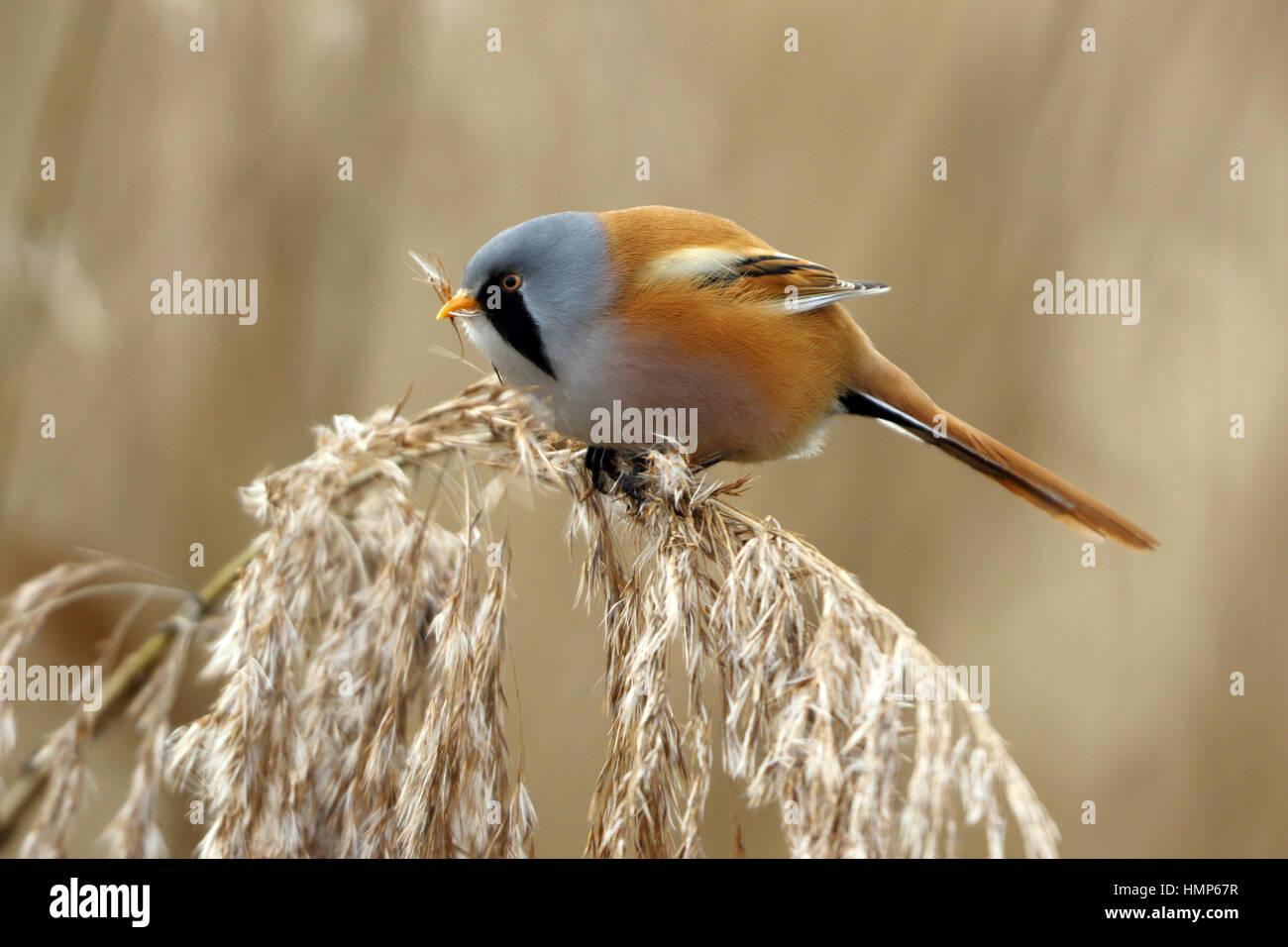 Bearded Reedling, Panurus biarmicus, feeding Stock Photo - Alamy