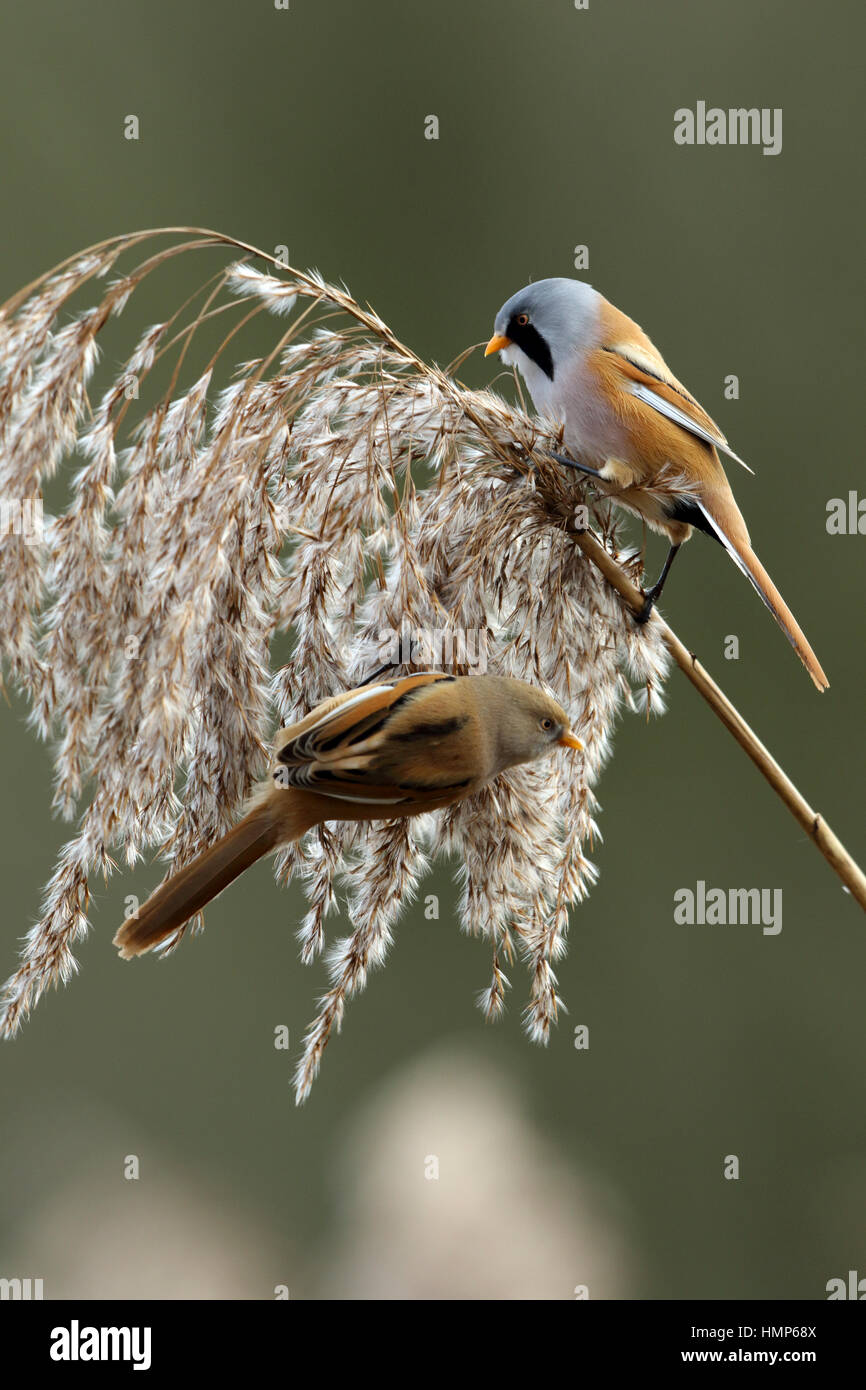 Bearded Reedling, Panurus biarmicus, feeding Stock Photo - Alamy