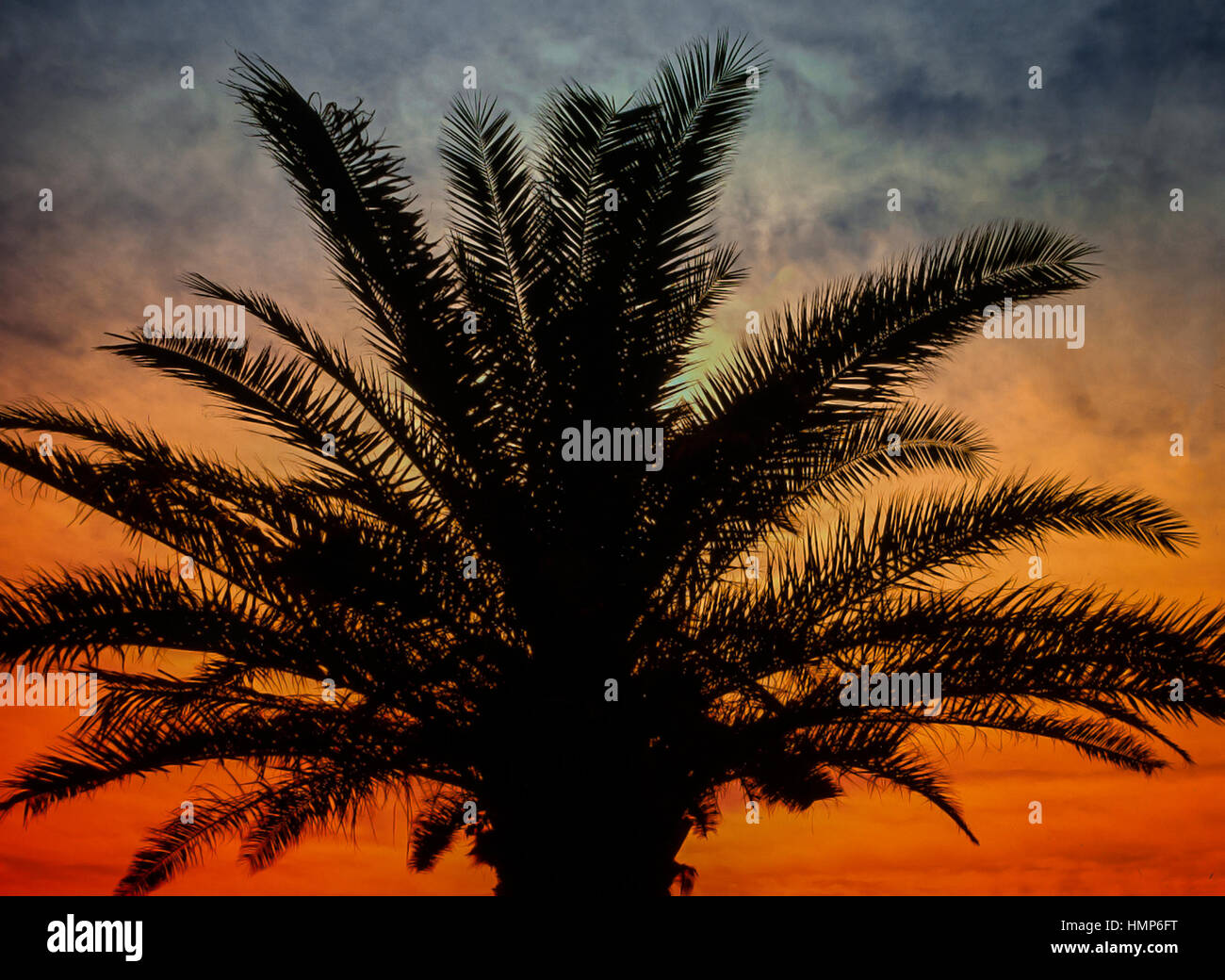 pal tree sunset Stock Photo - Alamy