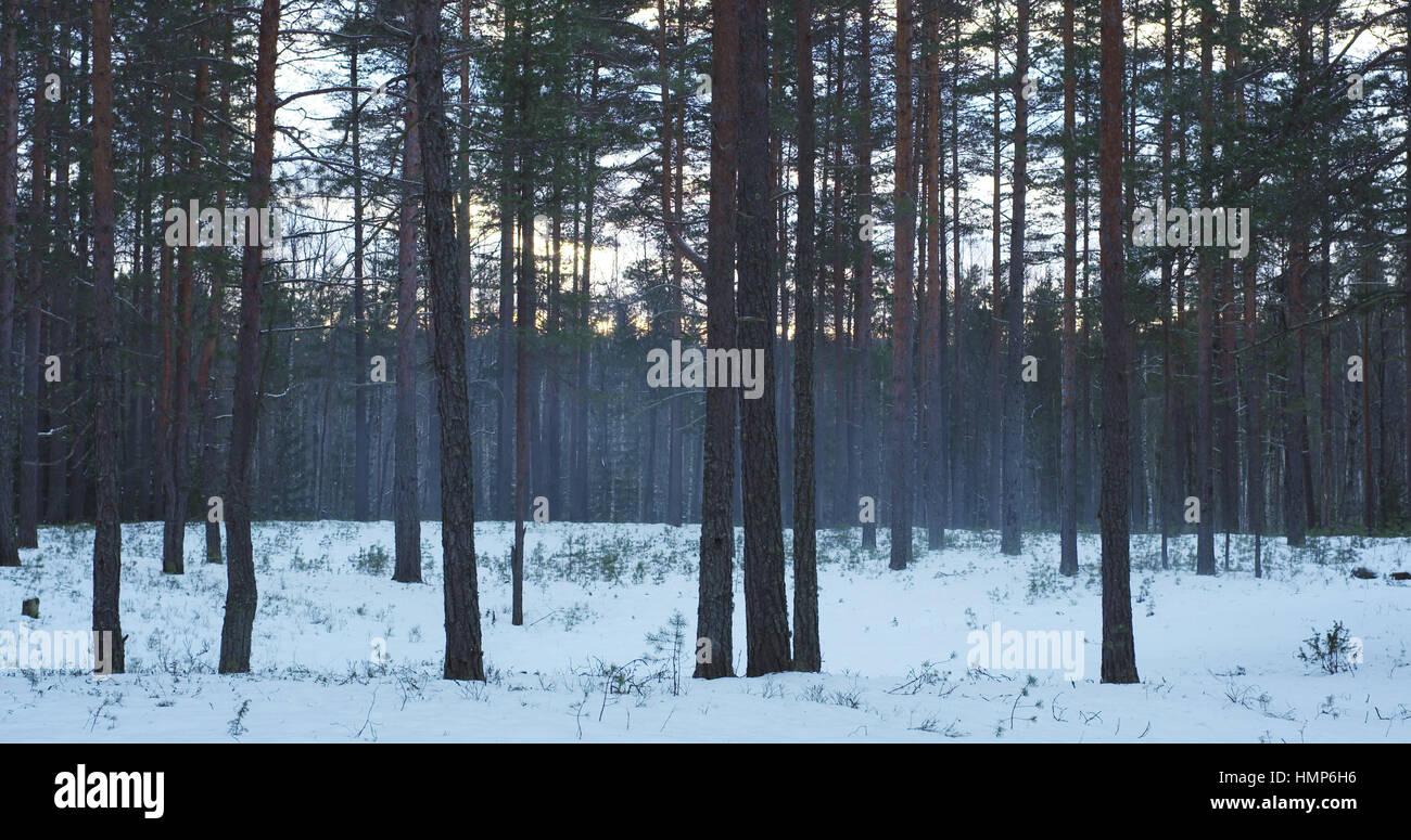 cold winter evening in pine forest with smoke Stock Photo - Alamy