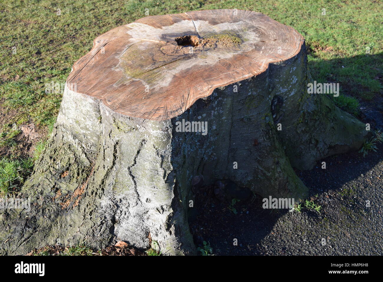 Wide tree stump Stock Photo - Alamy
