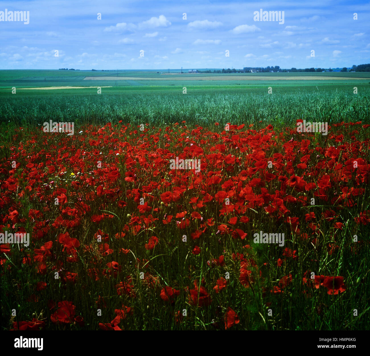 First world war battlefield poppies hi-res stock photography and images ...
