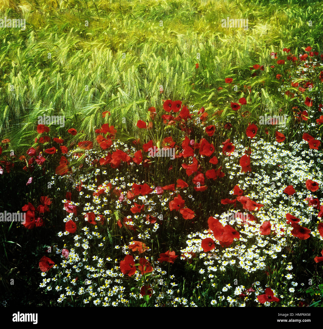 First world war battlefield poppies hi-res stock photography and images ...