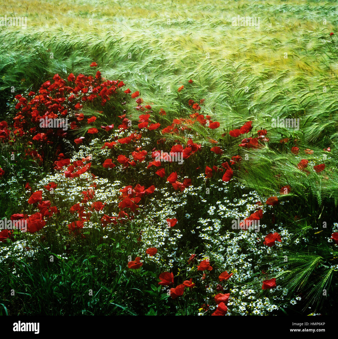 First world war battlefield poppies hi-res stock photography and images ...