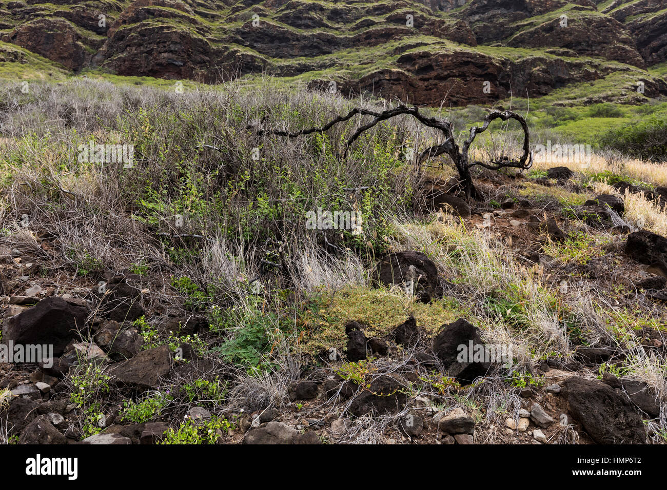 Waianae hawaii hi-res stock photography and images - Alamy