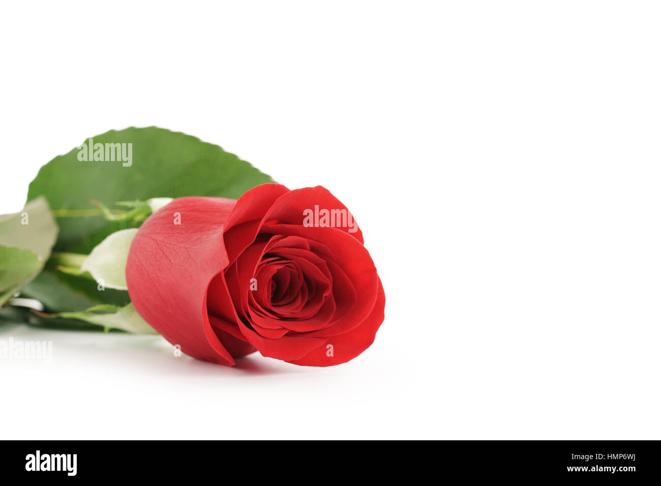 beautiful single red rose on white background with copy space Stock ...