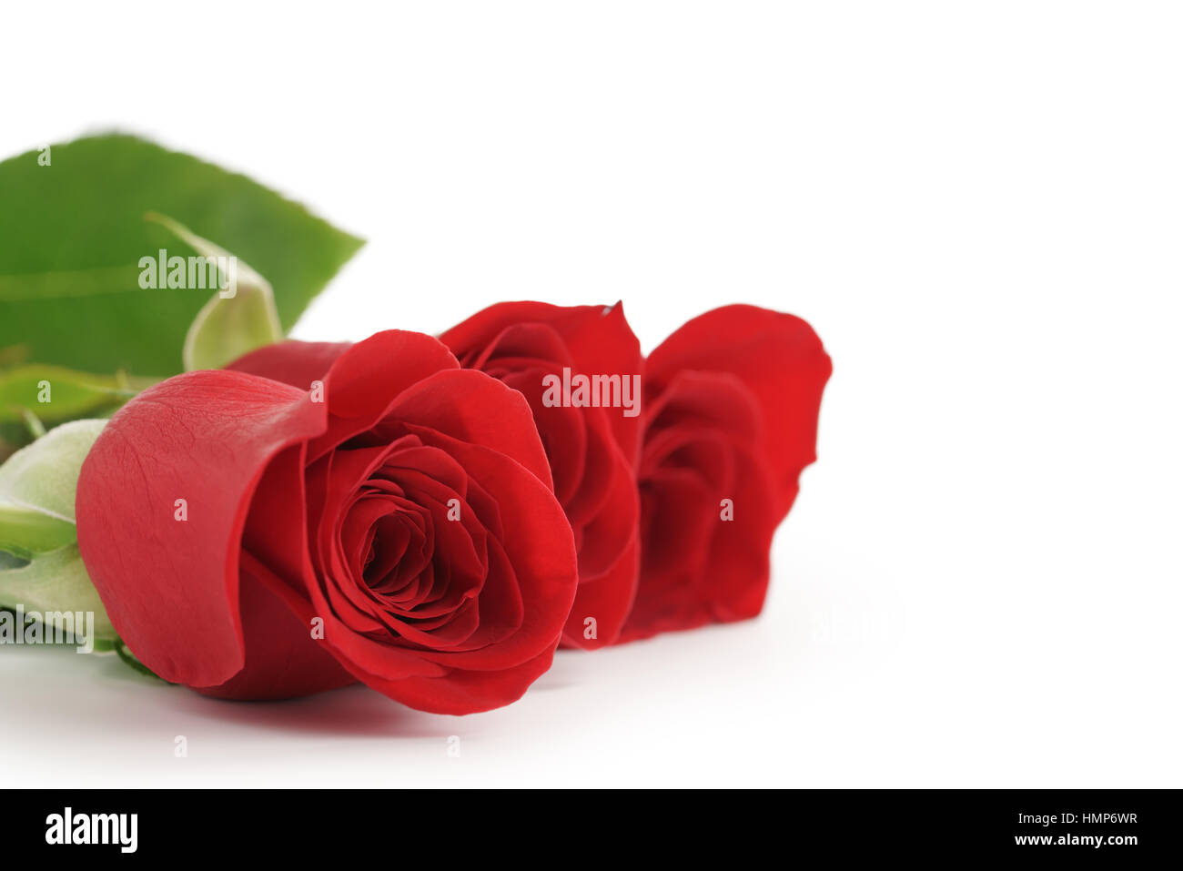 three red roses on white background with copy space Stock Photo - Alamy