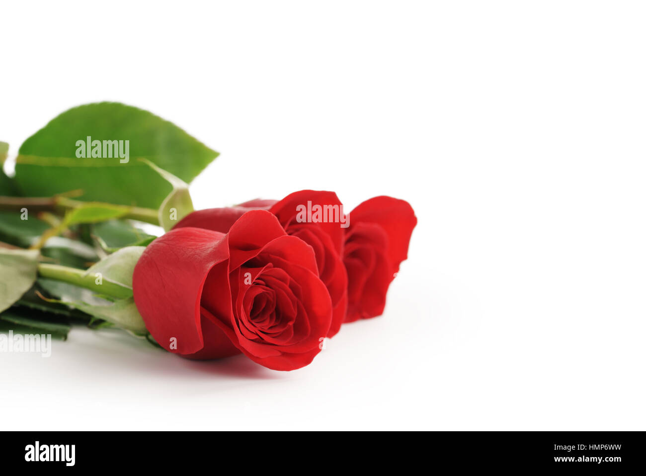 three red roses on white background with copy space Stock Photo - Alamy