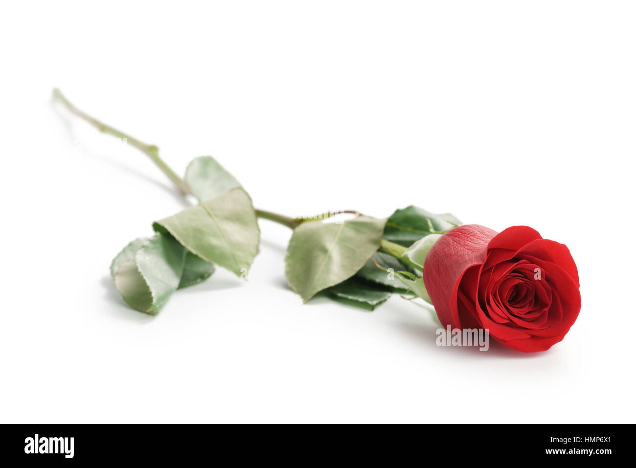 Beautiful Single Red Rose