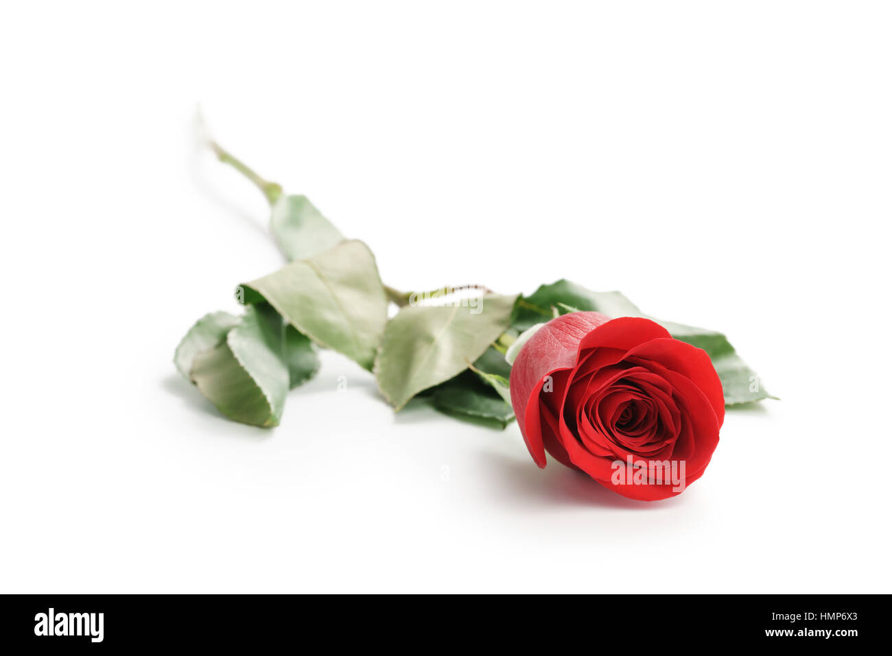 beautiful single red rose on white background Stock Photo - Alamy