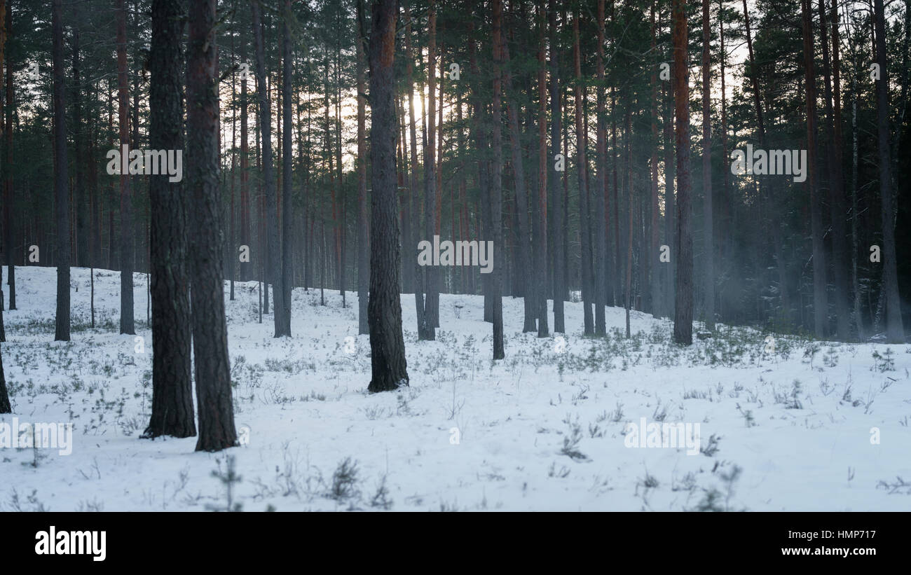 cold mysterious pine forest landscape with smoke Stock Photo - Alamy