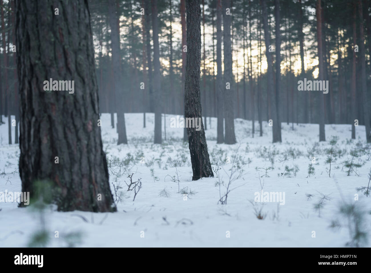 cold mysterious pine forest landscape with smoke Stock Photo - Alamy