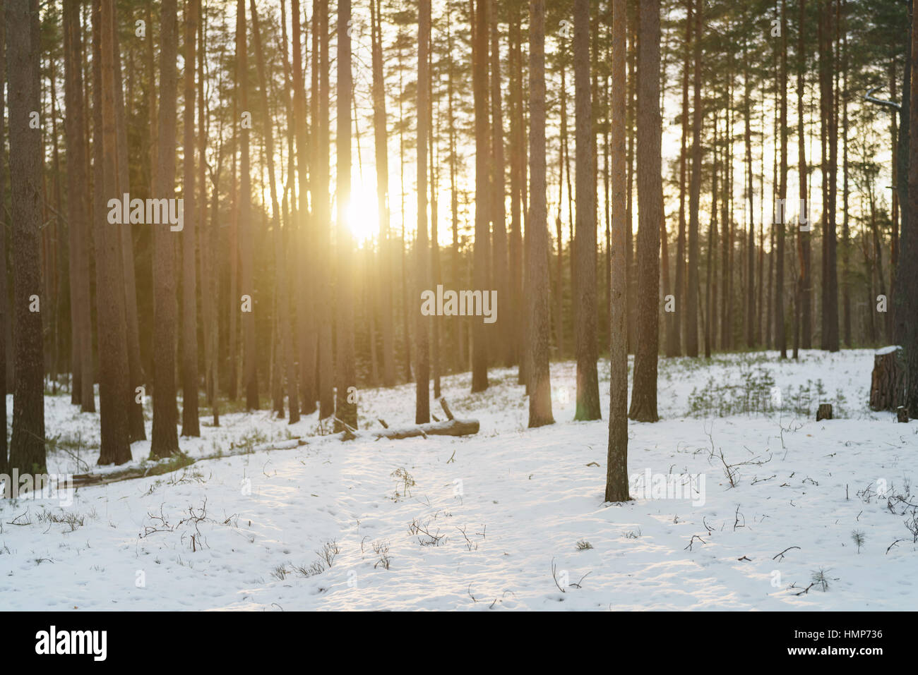Light leak in forest hi-res stock photography and images - Alamy