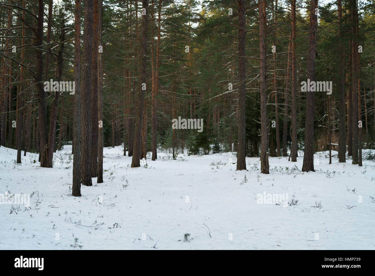 Pine evening hi-res stock photography and images - Alamy