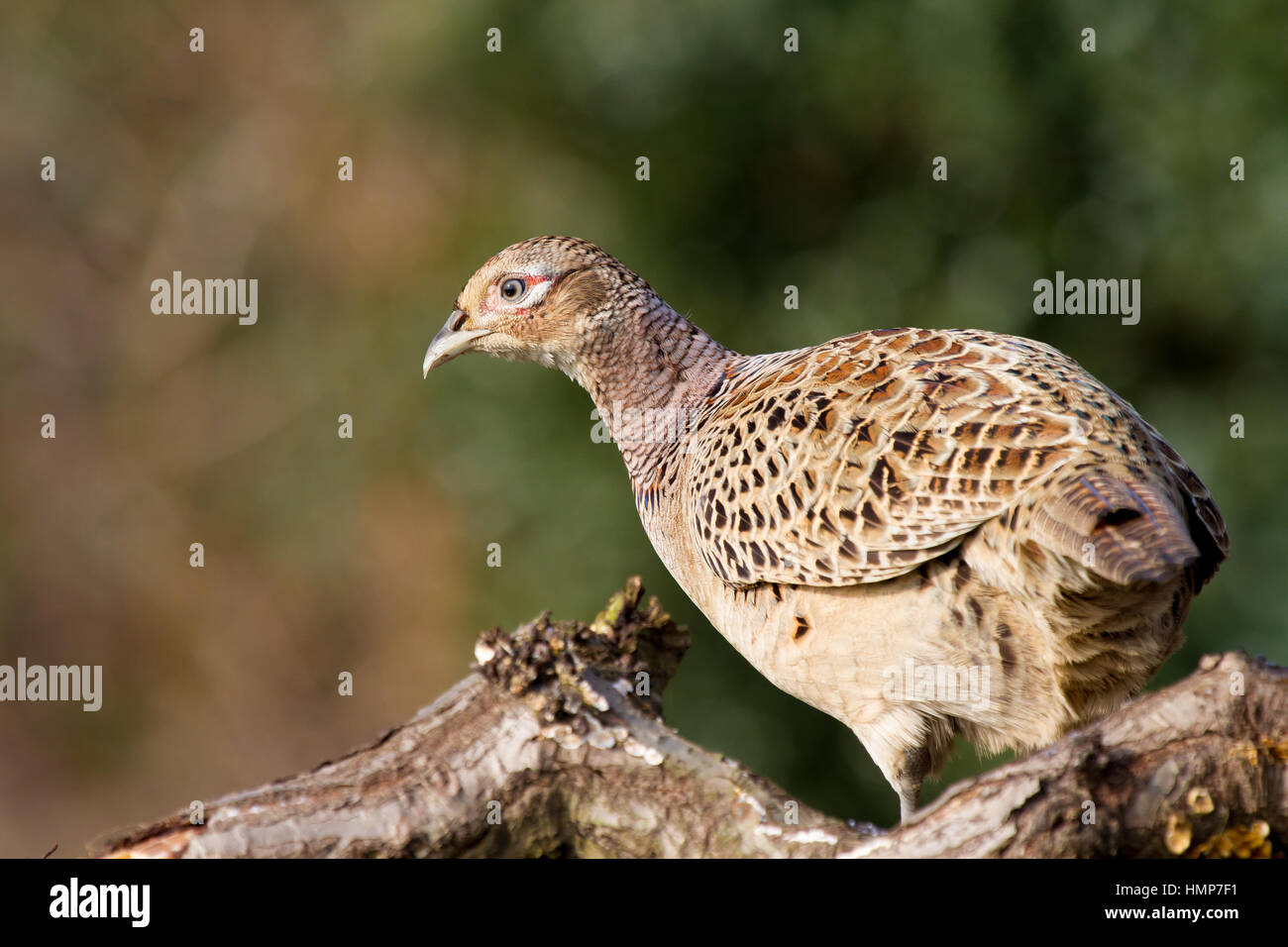 Yorkshire pheasant hi-res stock photography and images - Alamy